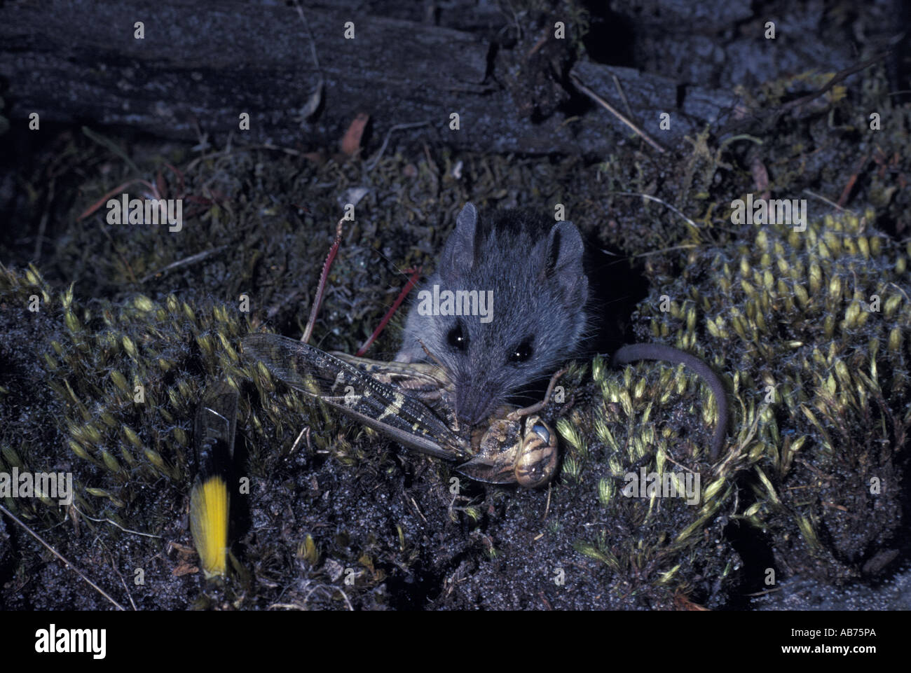 Grasshopper mouse hi-res stock photography and images - Alamy
