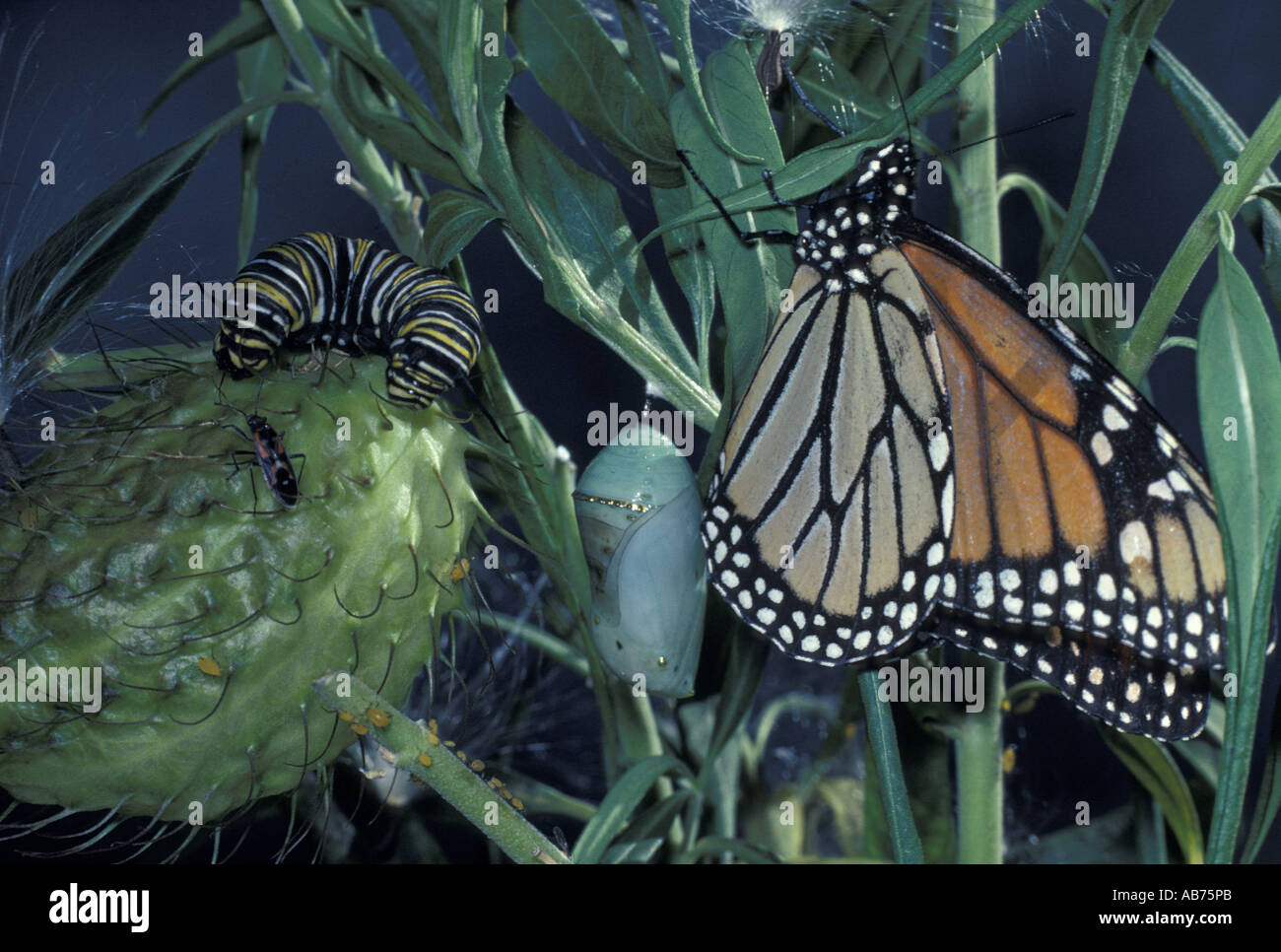 Butterfly Monarch Butterfly Caterpillar Pupa Stock Photo - Alamy