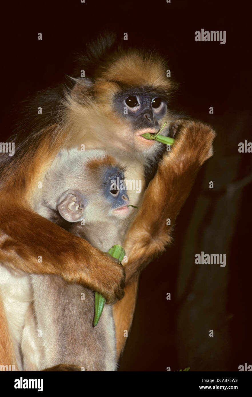 Presbytis melalophos hi-res stock photography and images - Alamy