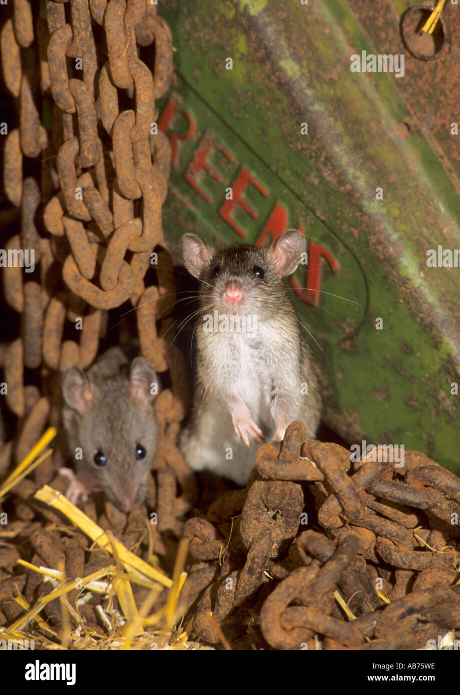 Brown or norway rat Rattus norvegicus Worldwide distribution. Captive ...