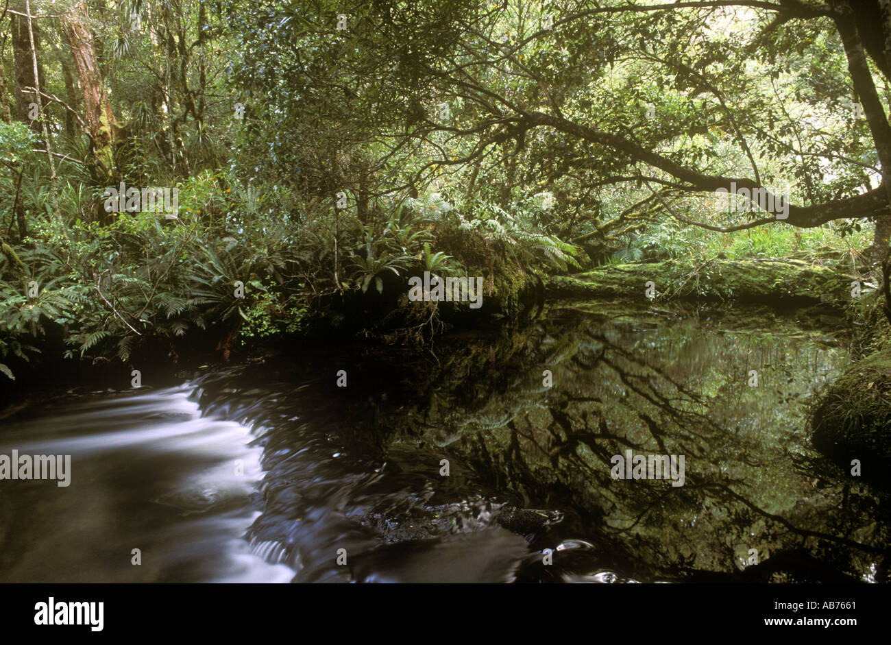 NEW ZEALAND East Coast Te Urewera National Park Mirror like reflections ...