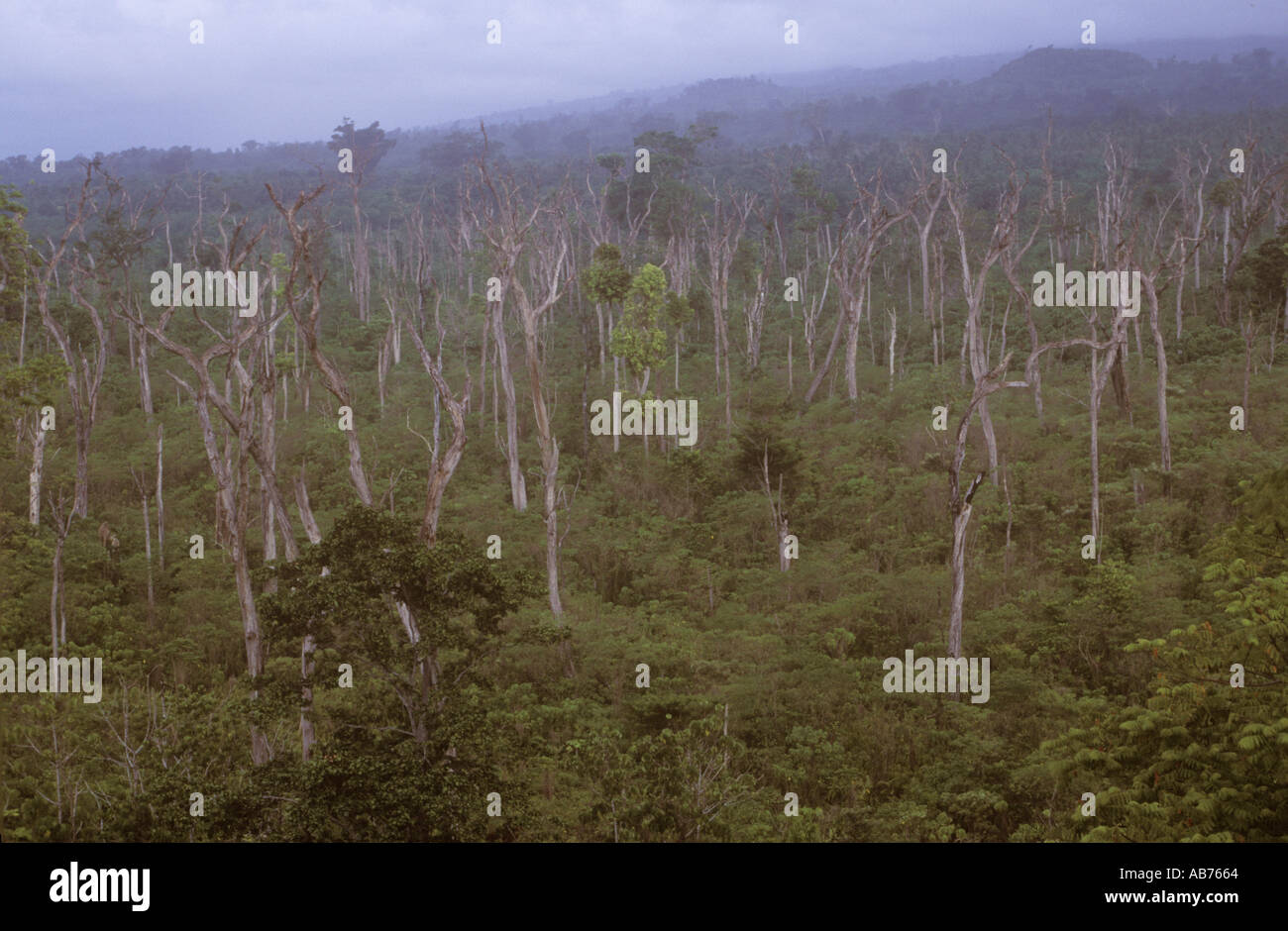 INDEPENDENT SAMOA Savai I Falealupo Rainforest The cyclone damaged ...