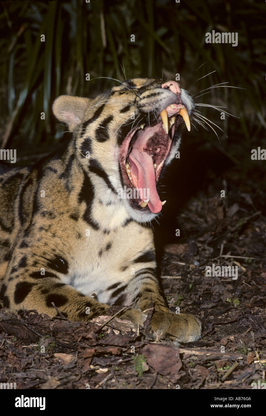 Clouded Leopard Teeth