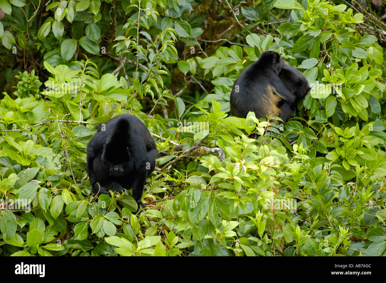 Mantled Howler Monkey family in the forest canopy in Monteverde, Costa ...