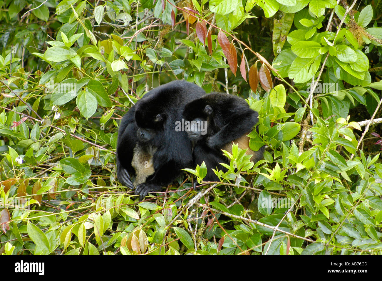 Mantled Howler Monkey family in the forest canopy in Monteverde, Costa ...
