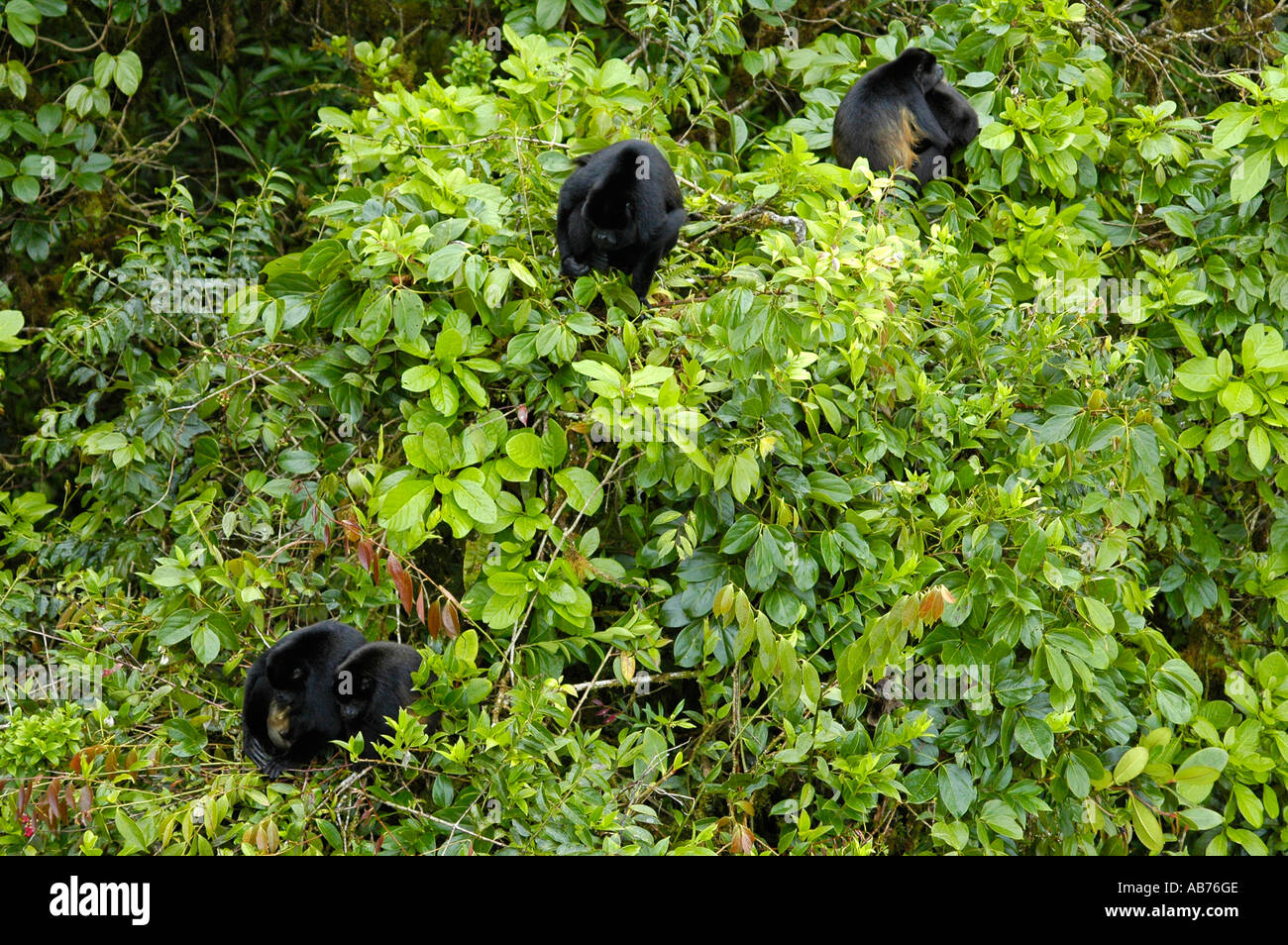 Mantled Howler Monkey family in the forest canopy in Monteverde, Costa ...