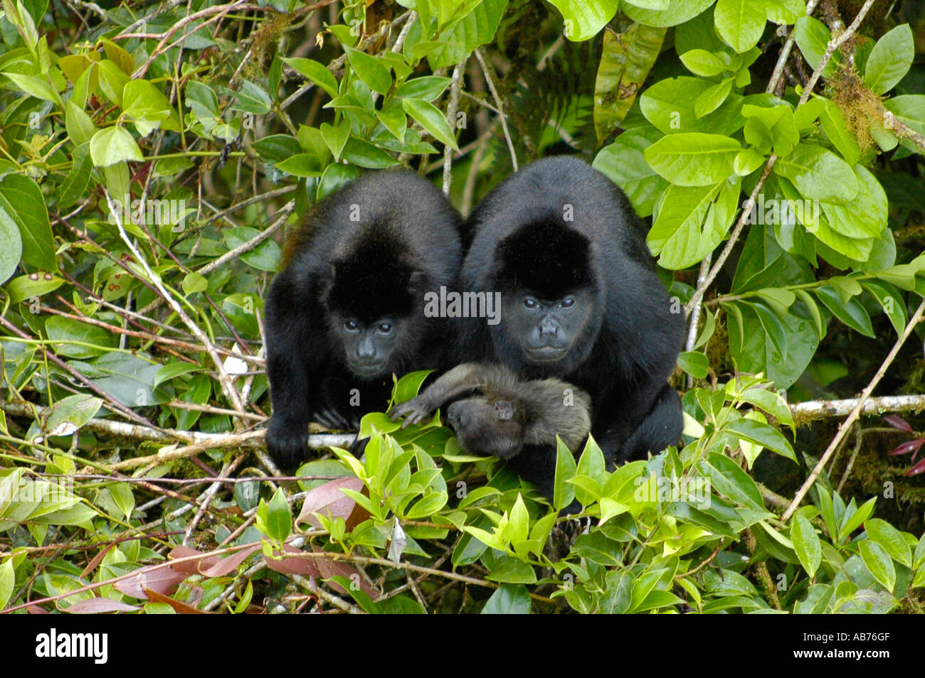 Mantled Howler Monkey Family 7+ Hundred Mantled Howler Monkey