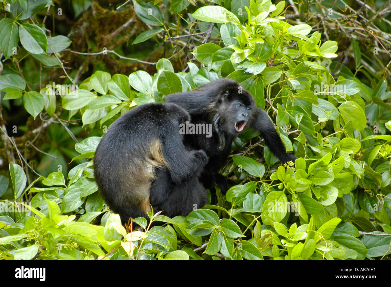 Mantled Howler Monkey family in the forest canopy in Monteverde, Costa ...