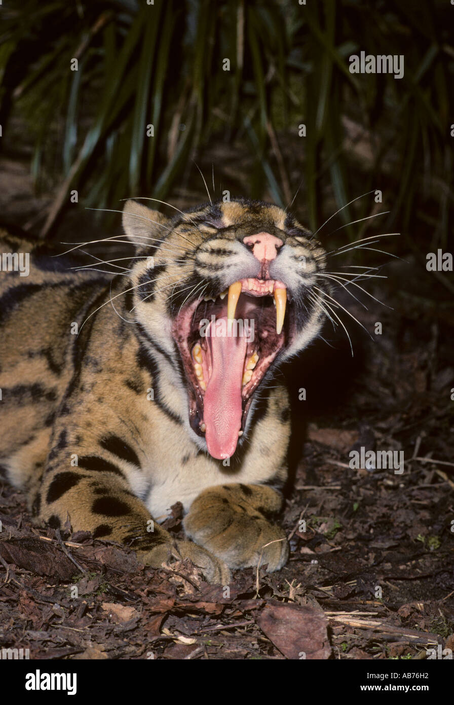 Clouded Leopard Teeth Stock Photos & Clouded Leopard Teeth Stock Images - Alamy