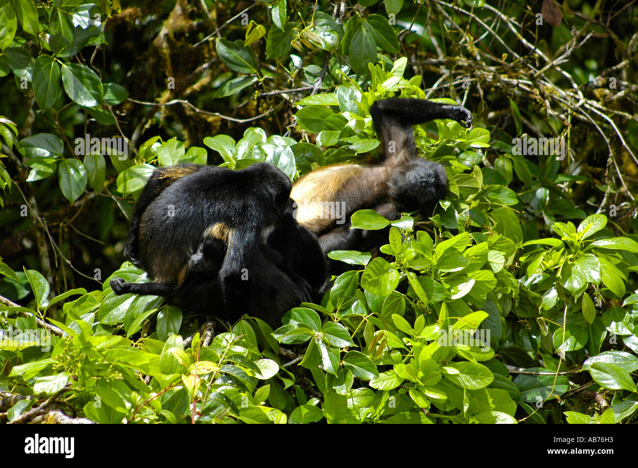 Mantled Howler Monkey family enjoying the sun in the forest canopy in ...
