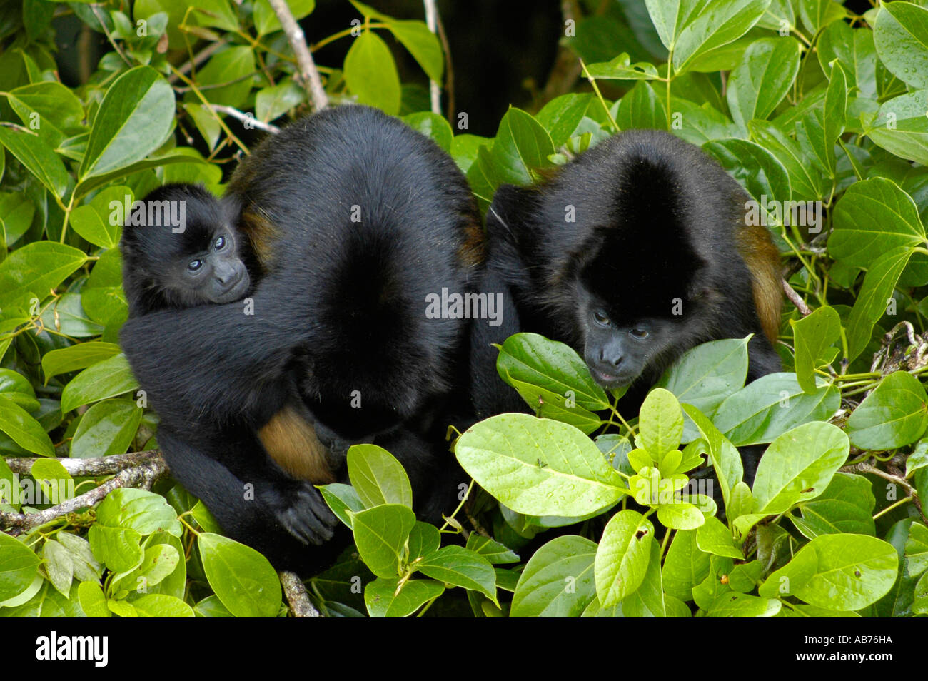 Mantled Howler Monkey family in the forest canopy in Monteverde, Costa ...