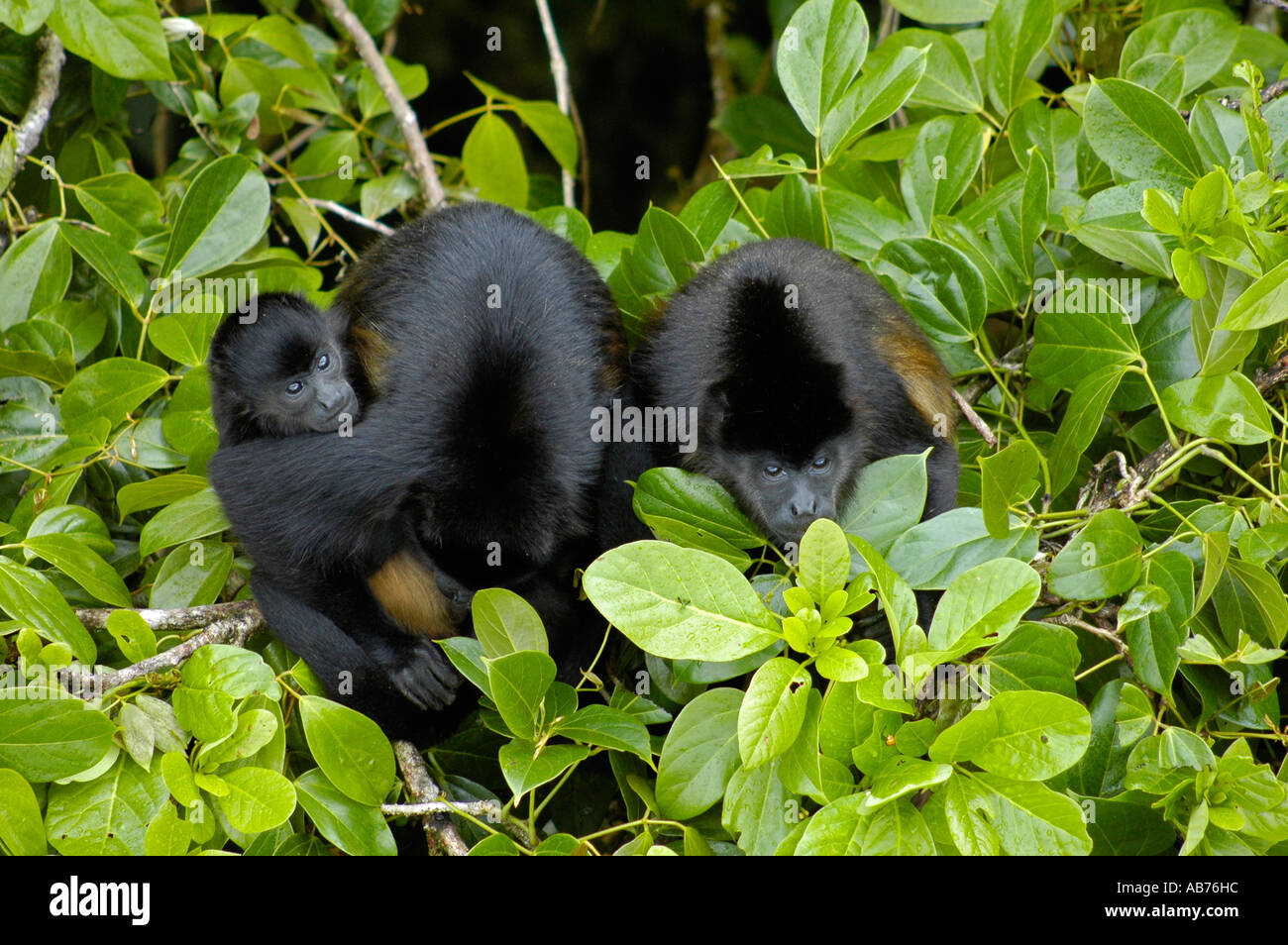 Mantled Howler Monkey family in the forest canopy in Monteverde, Costa ...