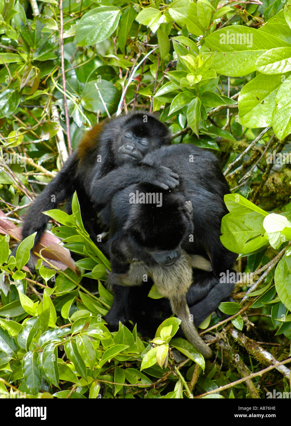 Mantled Howler Monkey family in the forest canopy in Monteverde, Costa ...