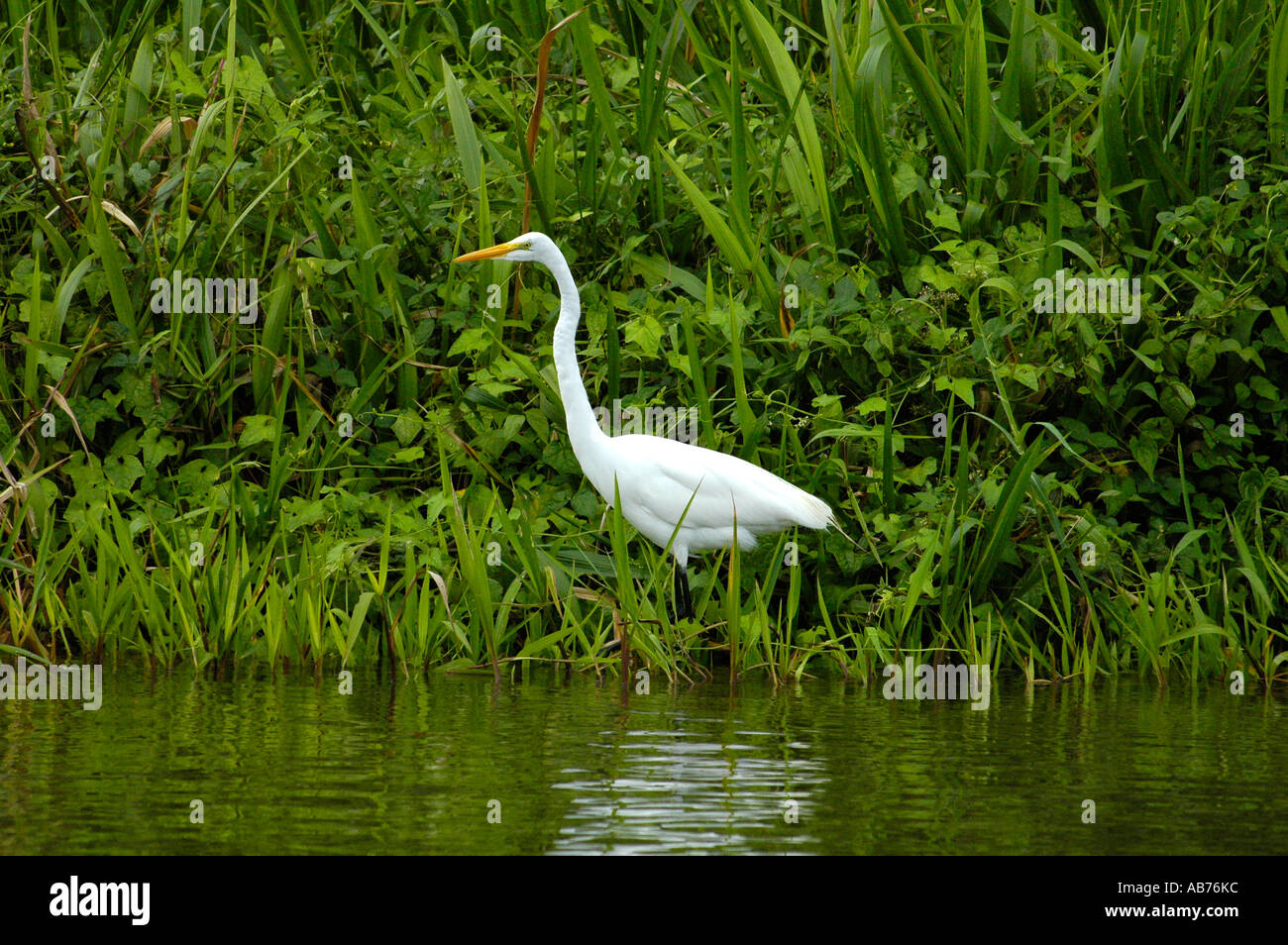 Great egret in a canal in Tortuguero National Park, Caribbean Coast ...