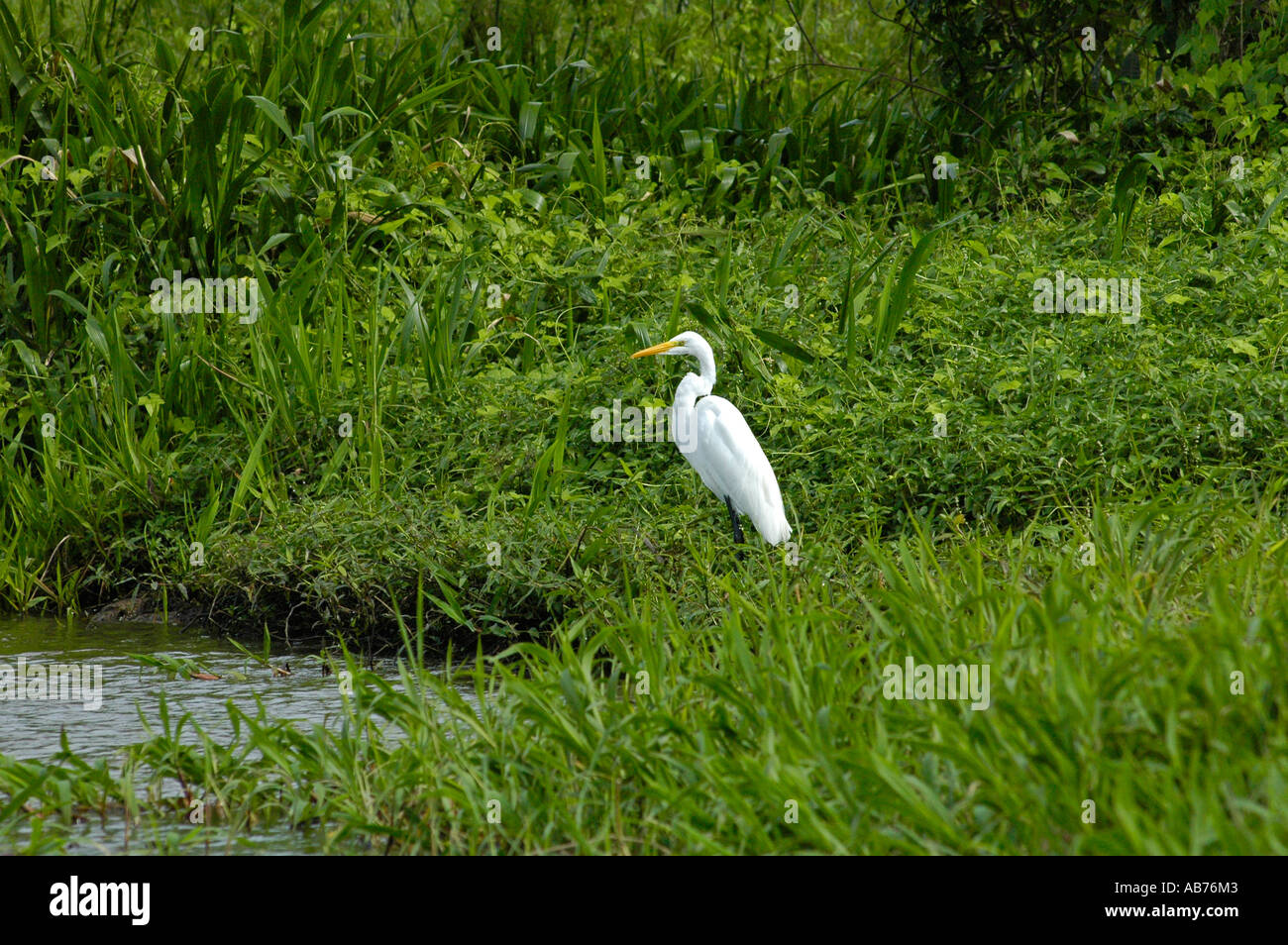 House in lake egret nature hi-res stock photography and images - Alamy