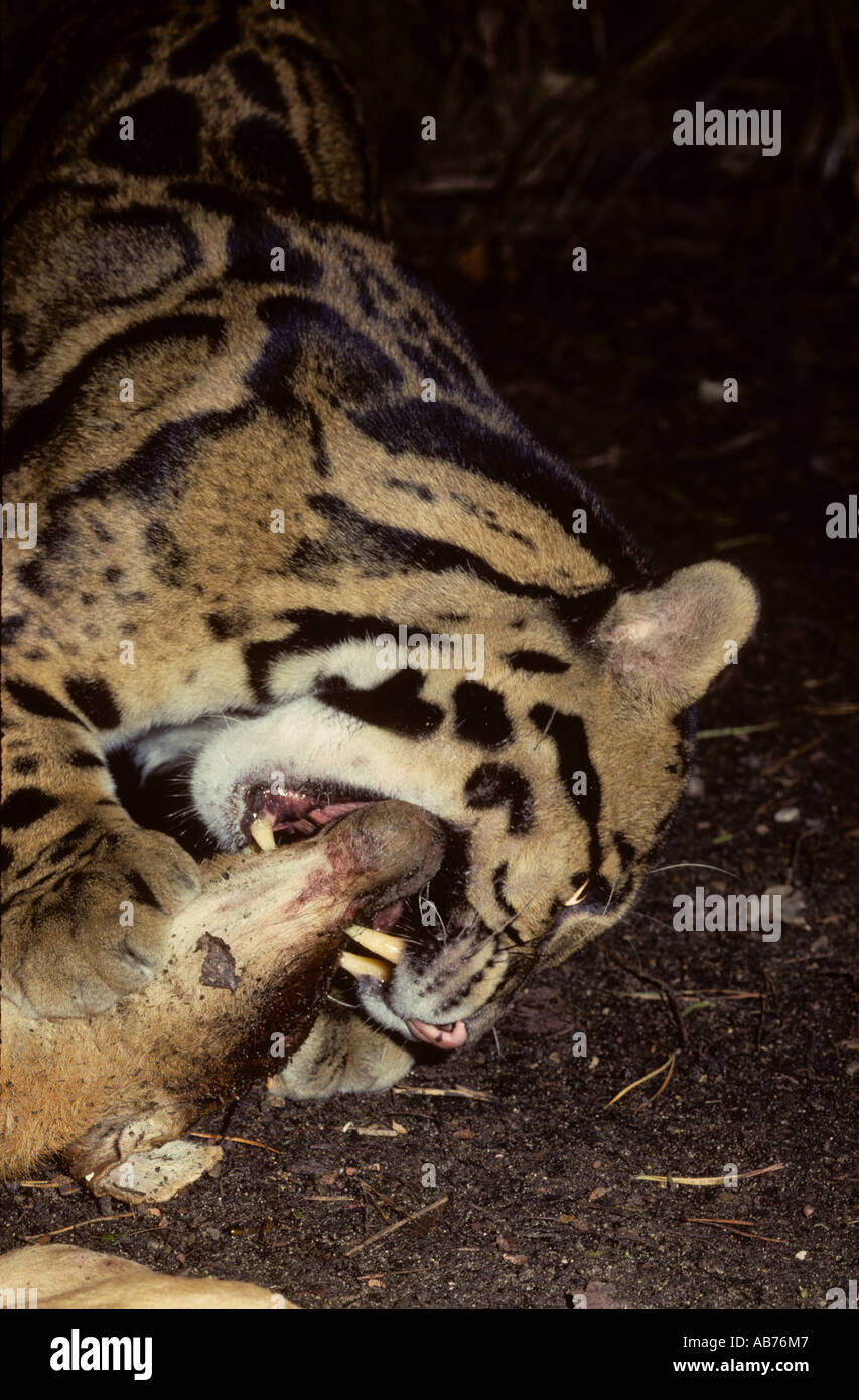 Clouded Leopard Teeth Stock Photos & Clouded Leopard Teeth Stock Images - Alamy