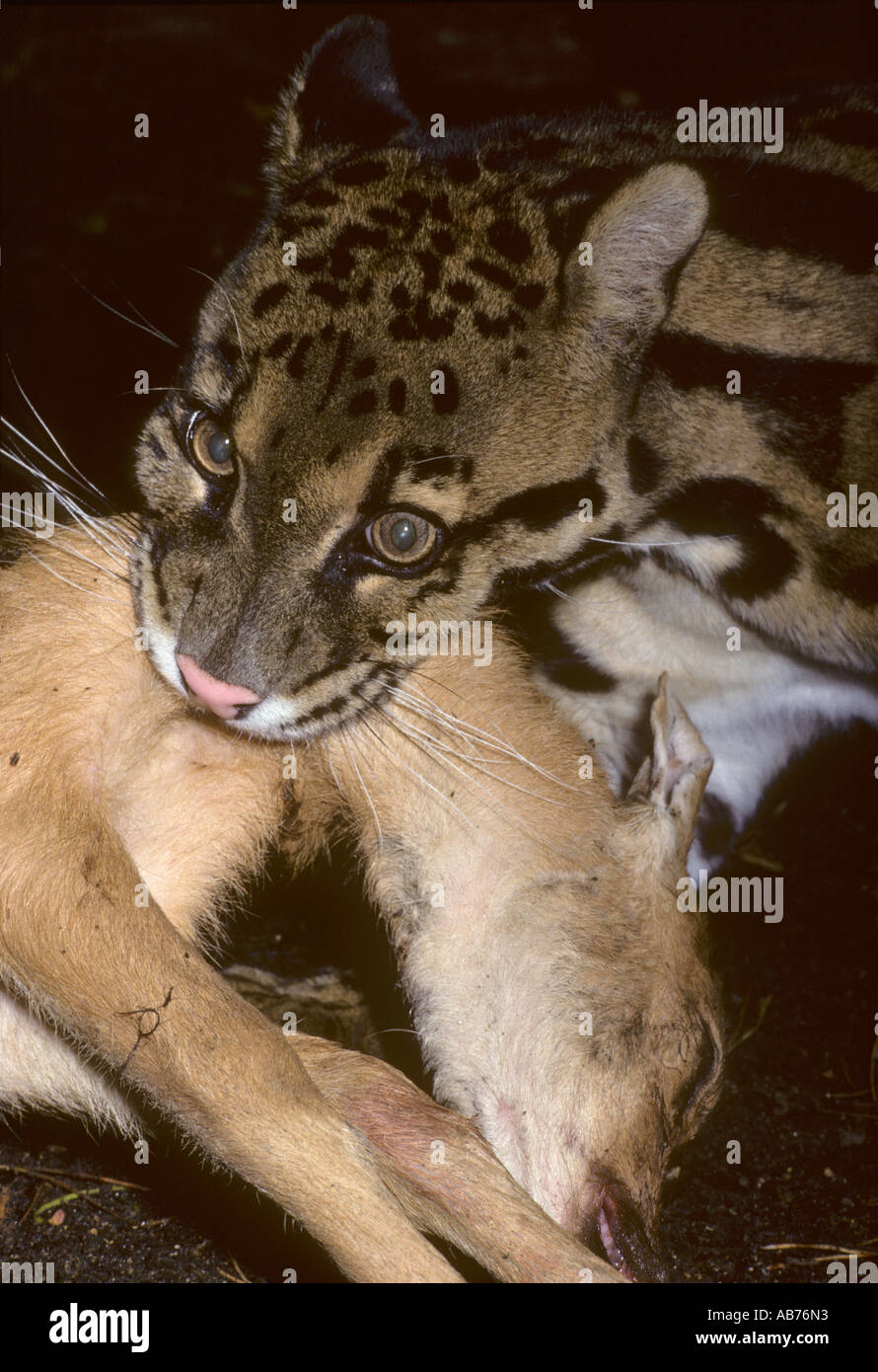 Clouded Leopard Teeth Stock Photos & Clouded Leopard Teeth Stock Images ...
