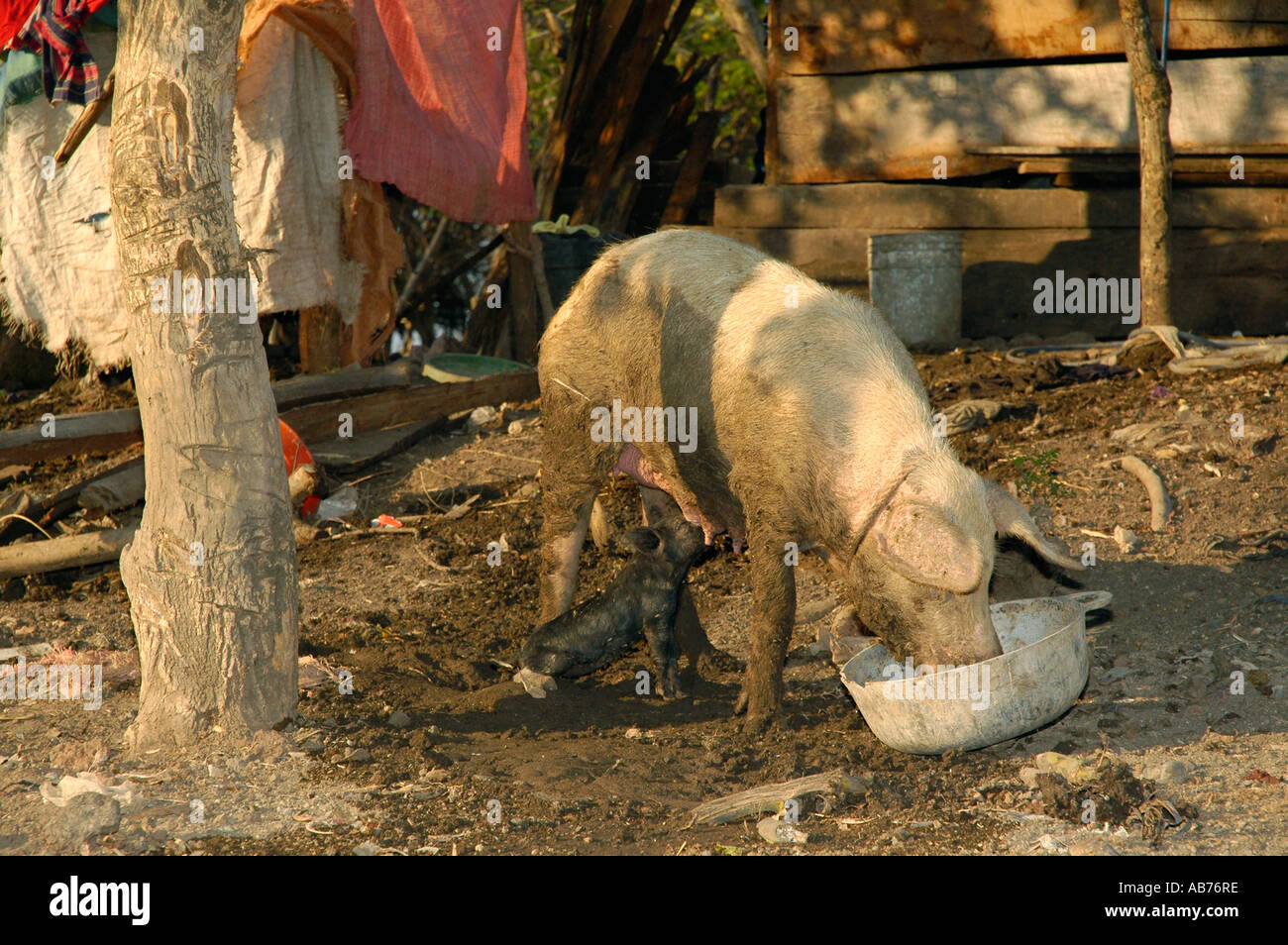 Pig on the jard of poor Nicaraguan family on Ometepe Island, Nicaragua ...
