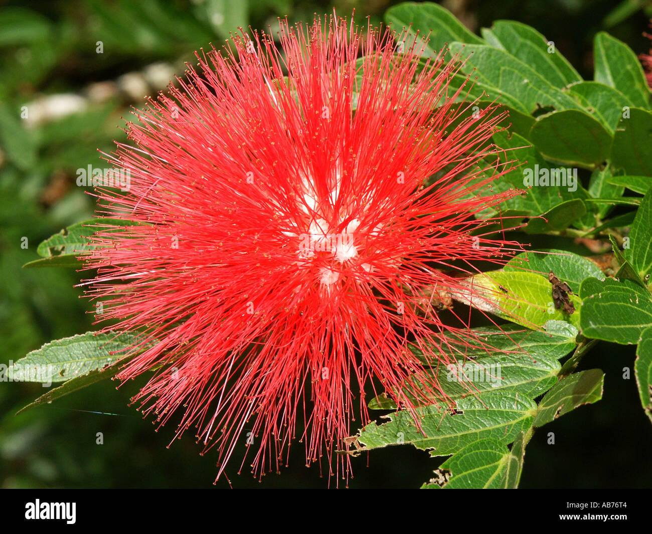 Powderpuff, Costa Rica, Central America Stock Photo - Alamy