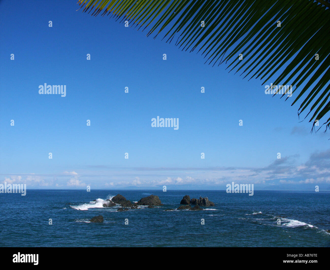 Plamleaf on beach in Punta Banco in southern Costa Rica, Puntarenas ...