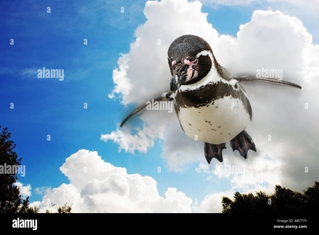 Do Penguins Fly
