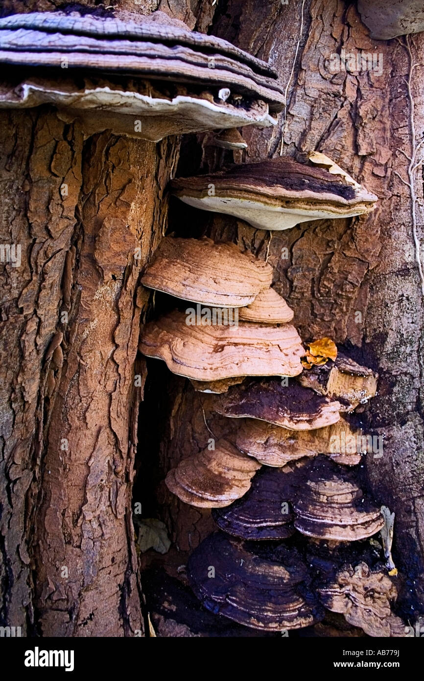 close up of fungi growing on tree Stock Photo - Alamy