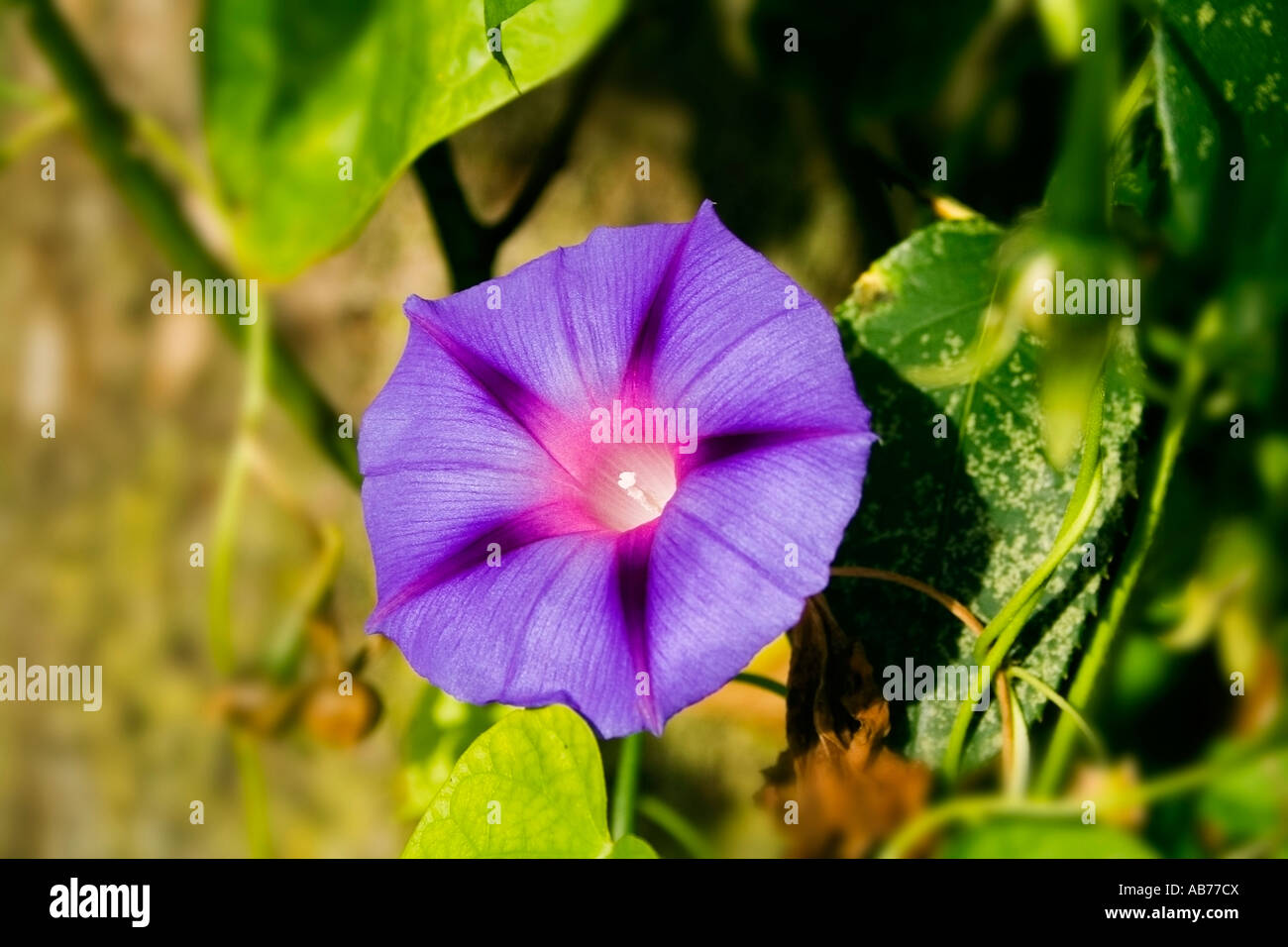 morning glory pretty purple flower Stock Photo - Alamy