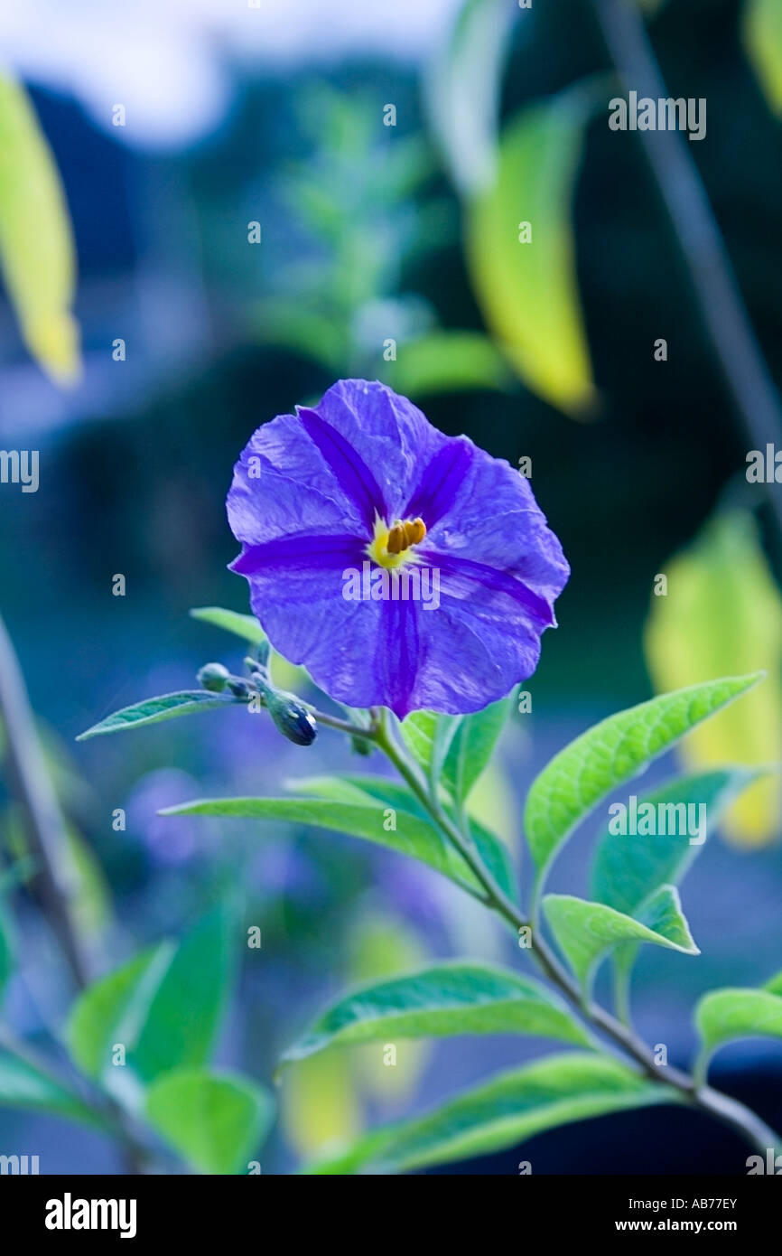 beautiful purple flower Stock Photo - Alamy