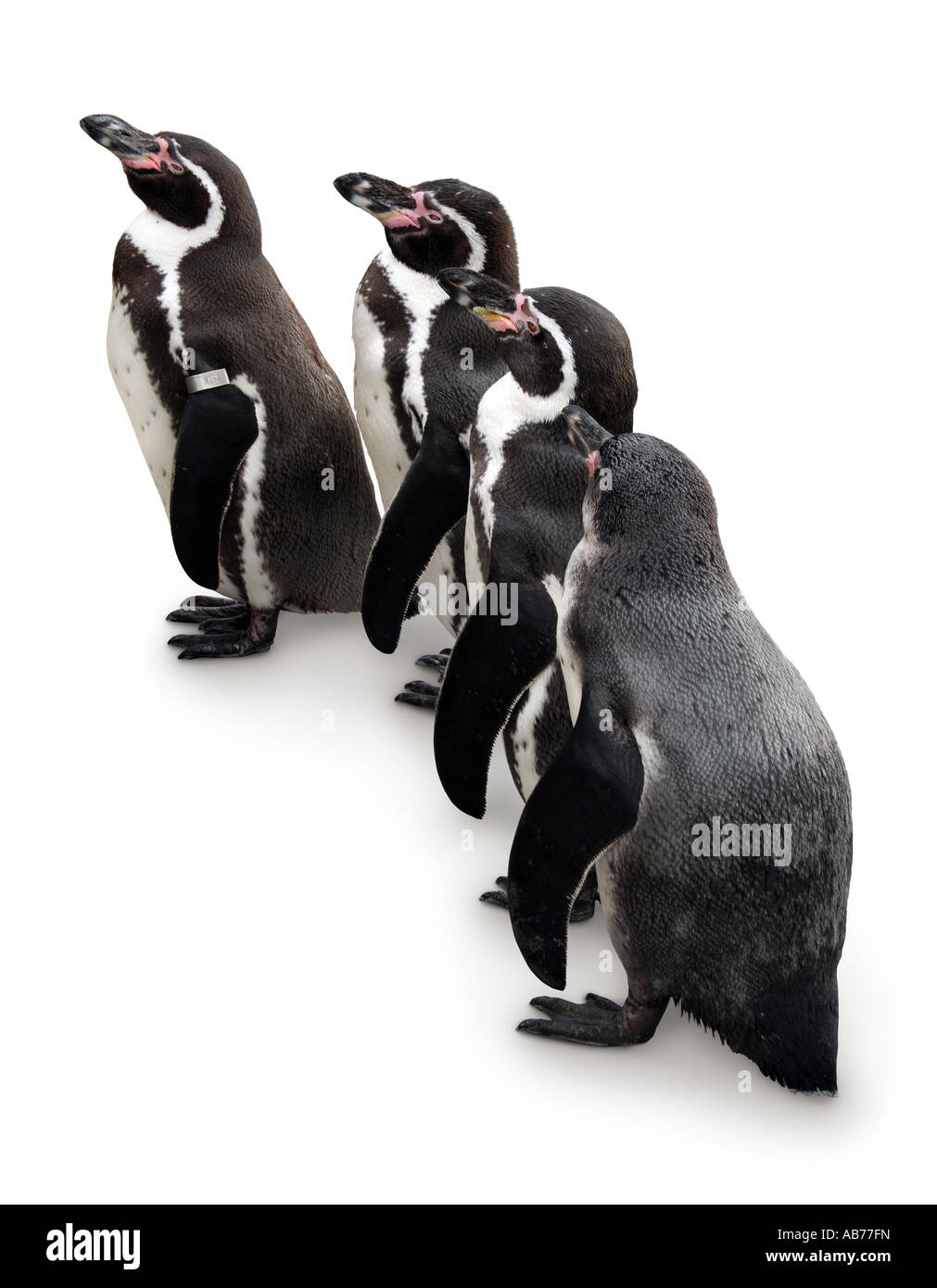 Queue queuing up Cut Out Stock Images & Pictures - Alamy