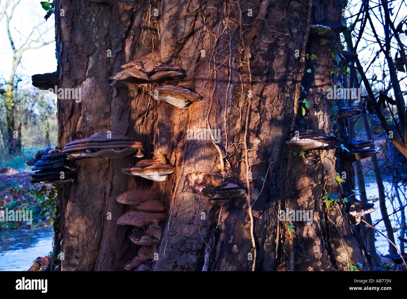 fungi growing on tree Stock Photo - Alamy
