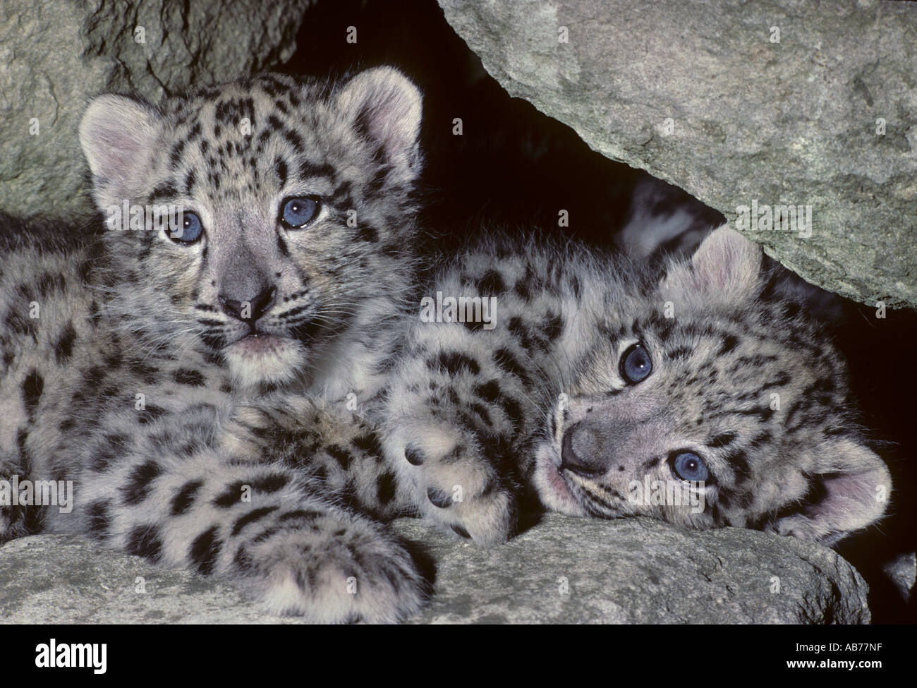 Snow leopard cubs (Panthera uncia), Captive born at Port Lympne Wild ...