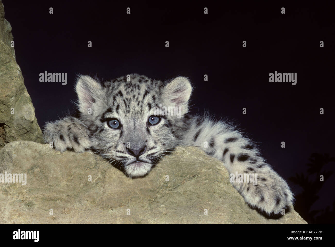 Snow leopard cub (Panthera uncia), Captive born at Port Lympne Wild ...