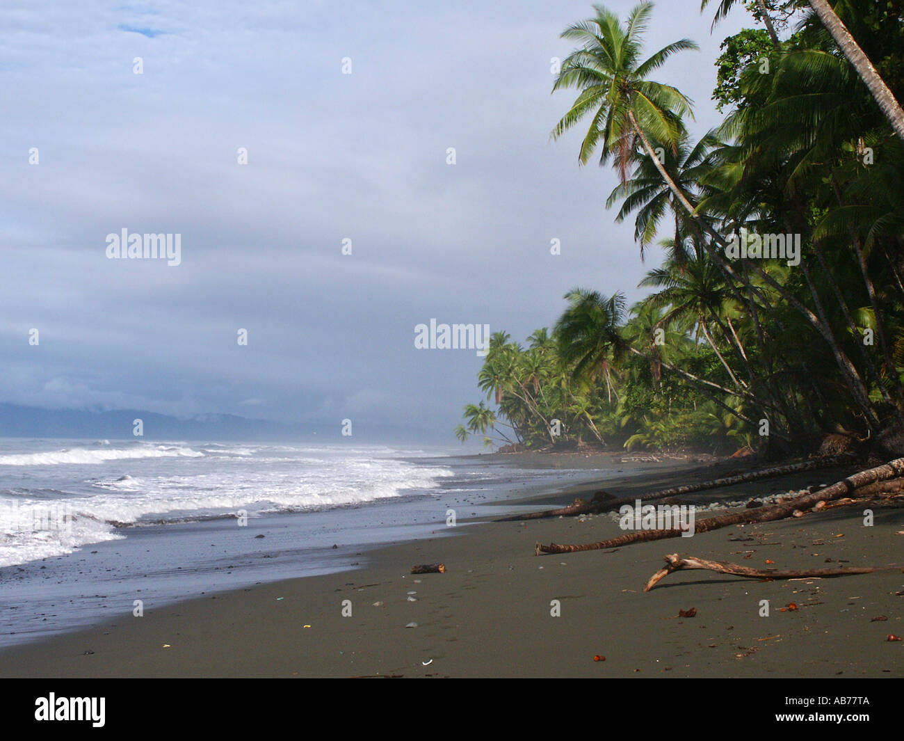 Palmtrees on beach in southern Costa Rica, Puntarenas Province, Central ...