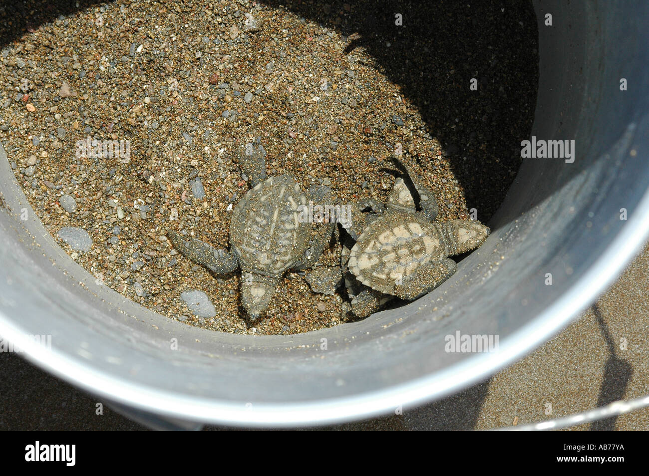 Olive Ridley Sea Turtle Hatchling before liberation in a backet, Buena ...