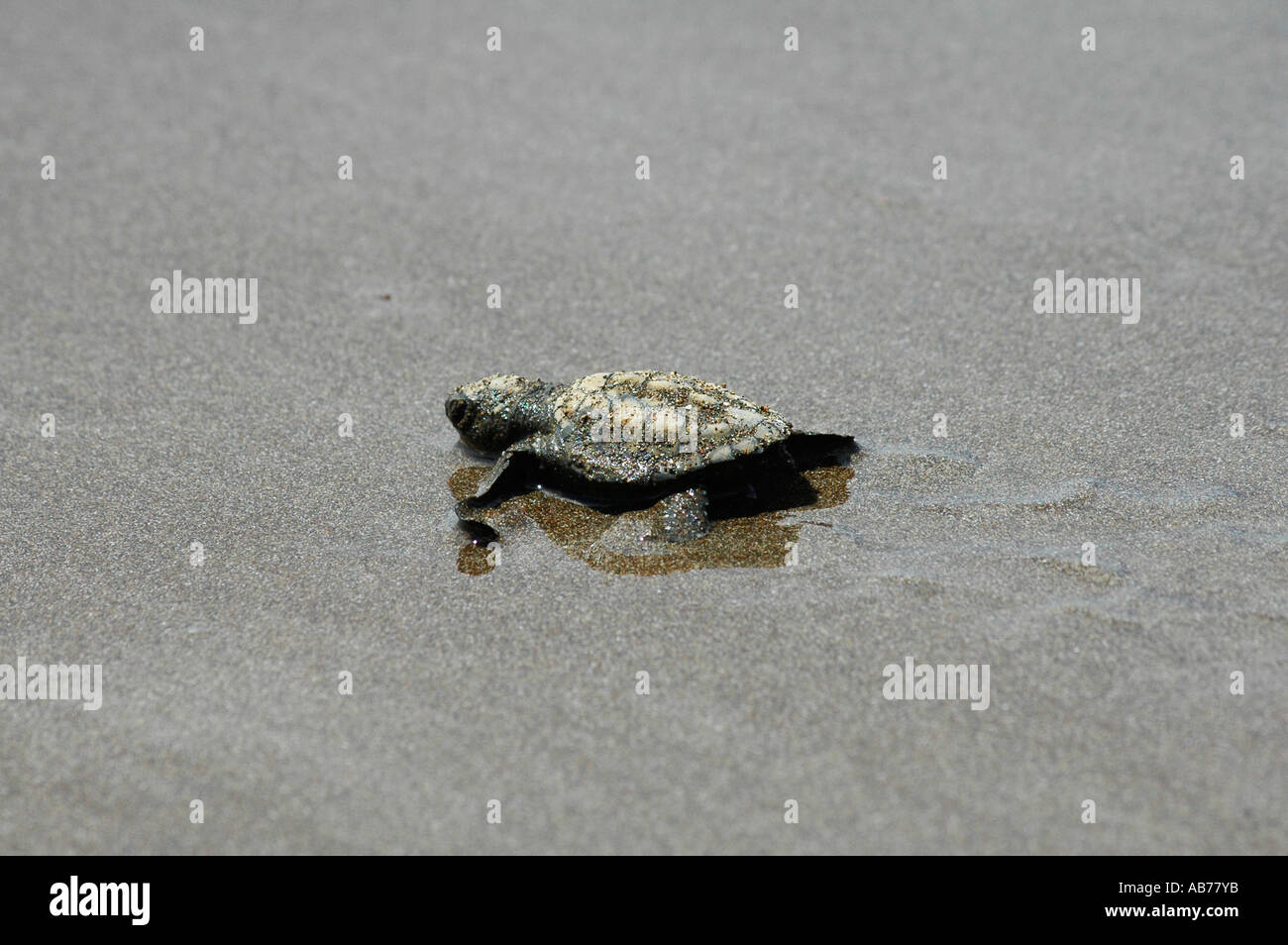 Olive Ridley Sea Turtle Hatchling marching towards the sea, Buena Vista ...
