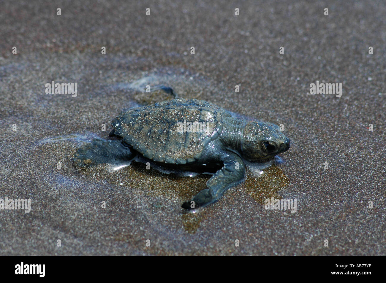 Olive Ridley Sea Turtle Hatchling marching towards the sea, Buena Vista ...