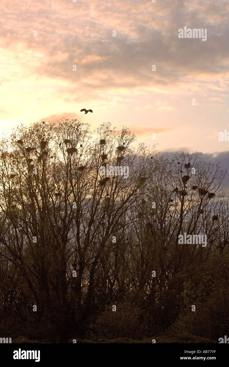 Crows and rooks hi-res stock photography and images - Alamy