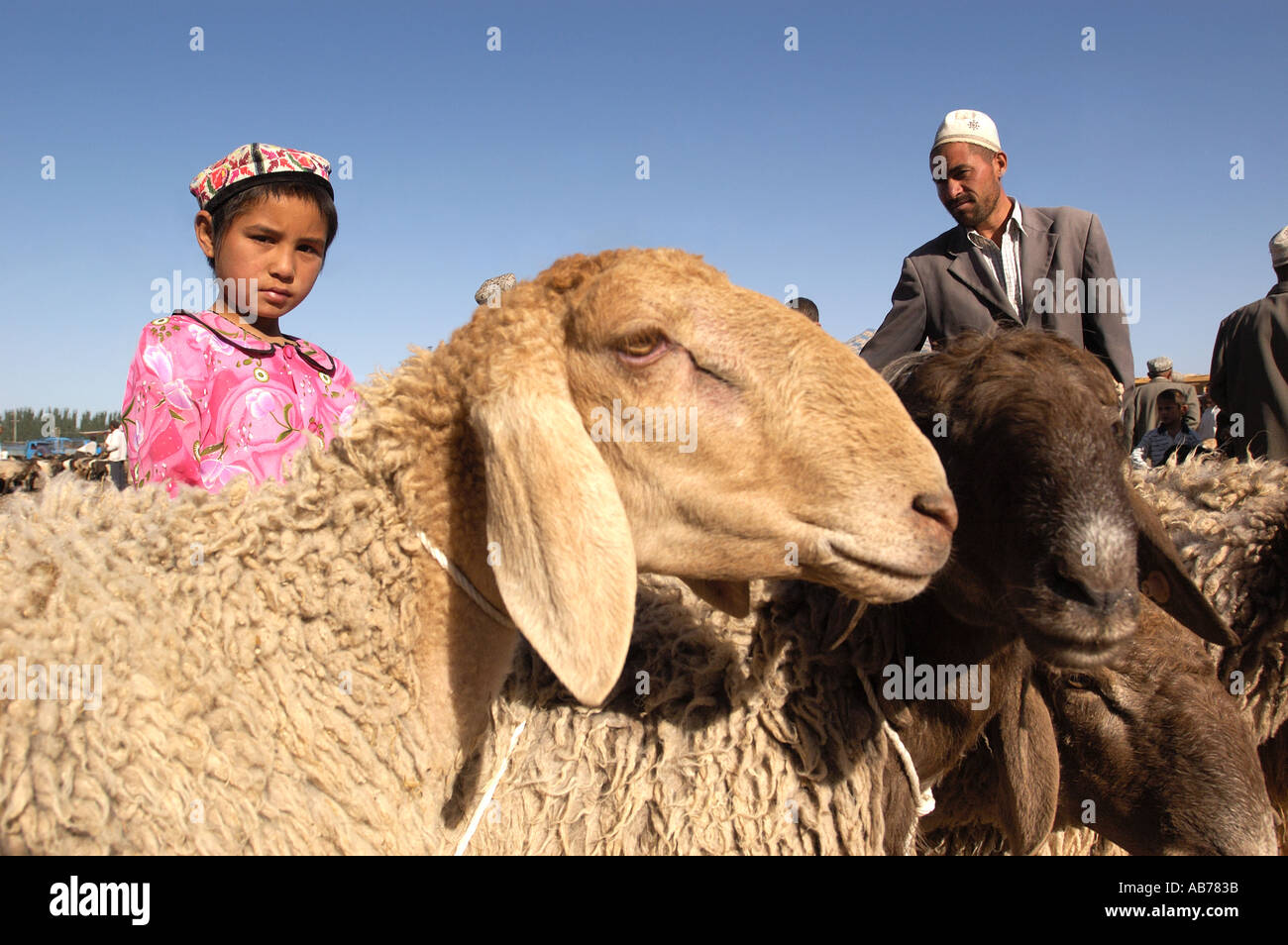 Family sheep father daughter hi-res stock photography and images - Alamy