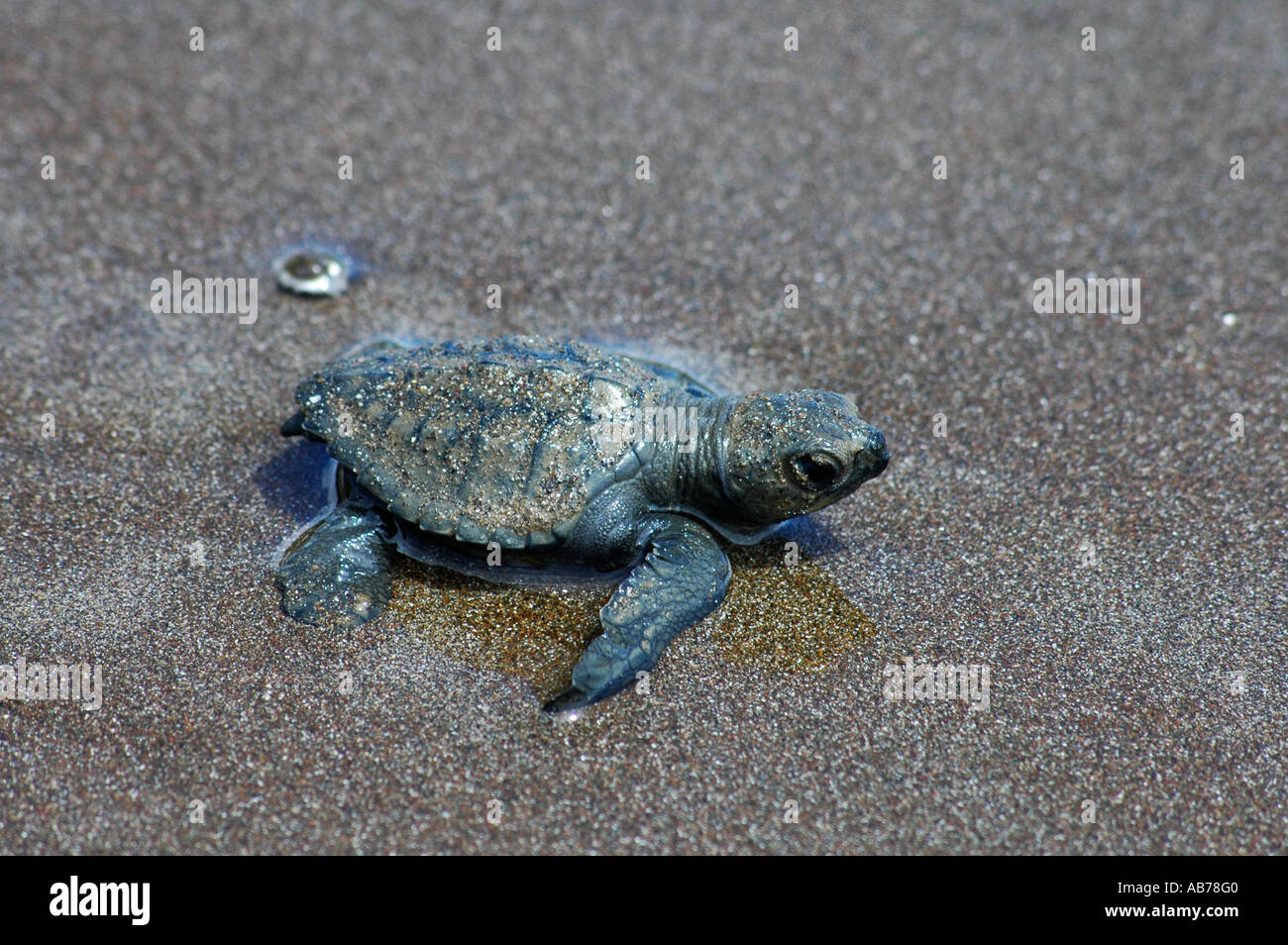 Olive Ridley Sea Turtle Hatchling marching towards the sea, Buena Vista ...