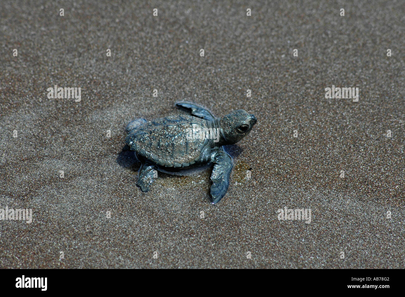 Olive Ridley Sea Turtle Hatchling marching towards the sea, Buena Vista ...