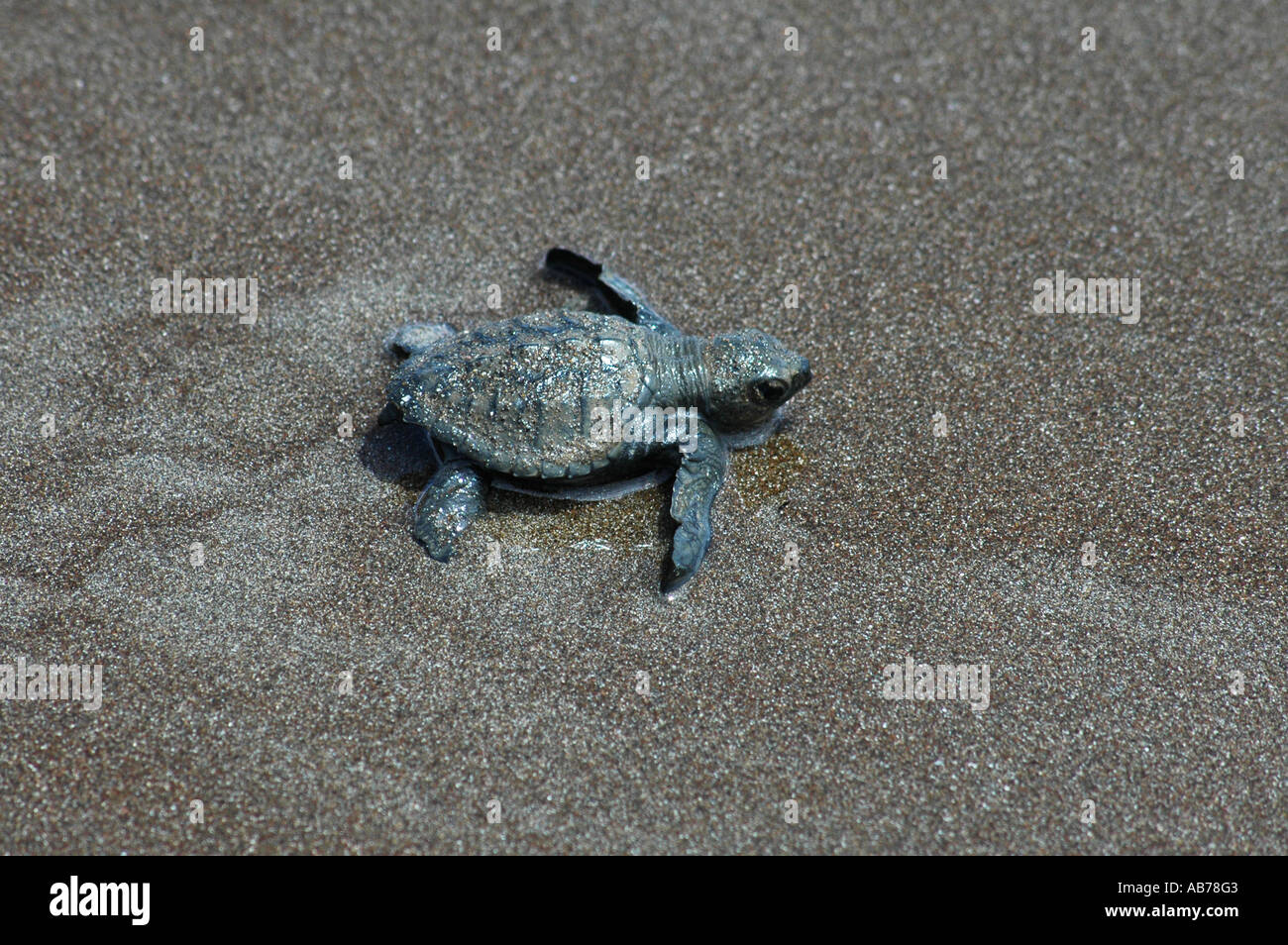 Olive Ridley Sea Turtle Hatchling marching towards the sea, Buena Vista ...