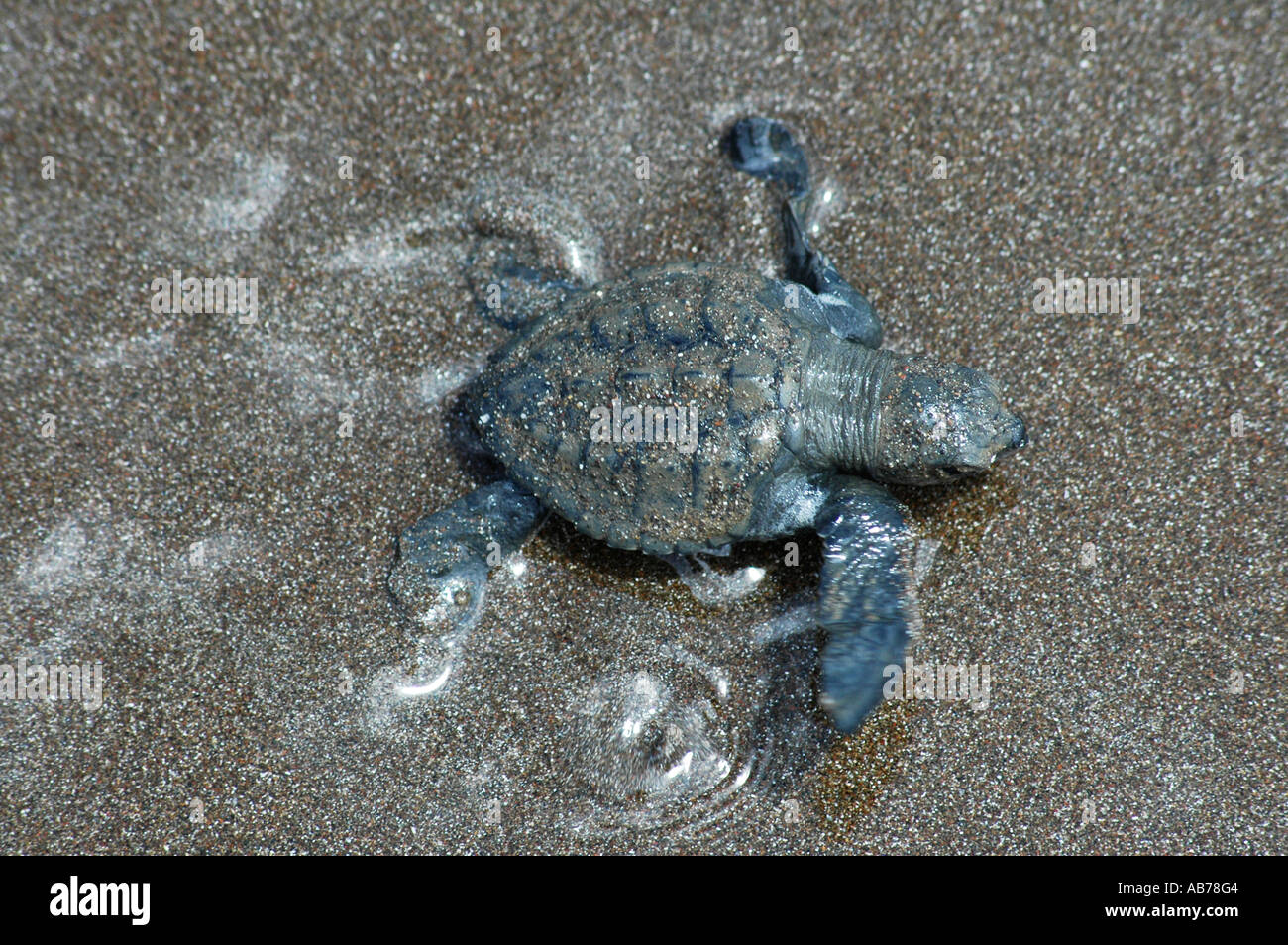 Olive Ridley Sea Turtle Hatchling marching towards the sea, Buena Vista ...