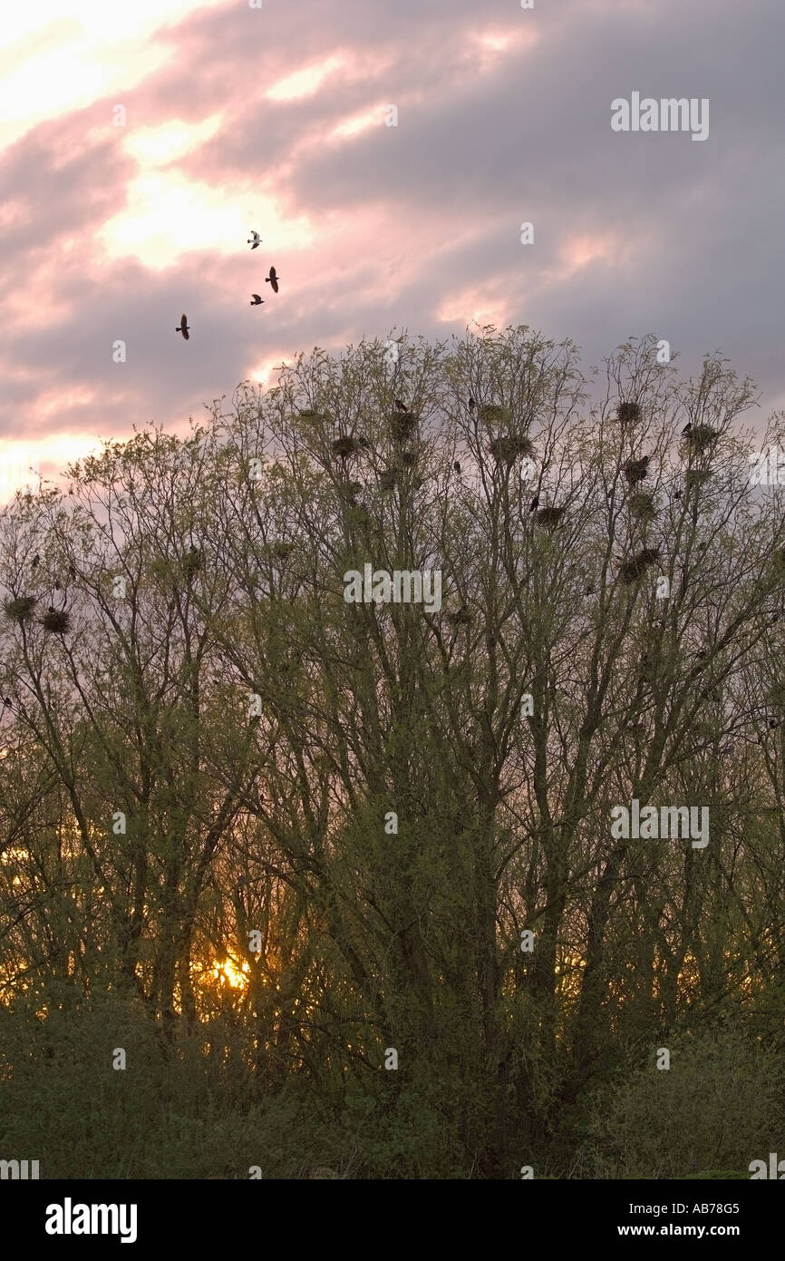 Flying rooks hi-res stock photography and images - Alamy