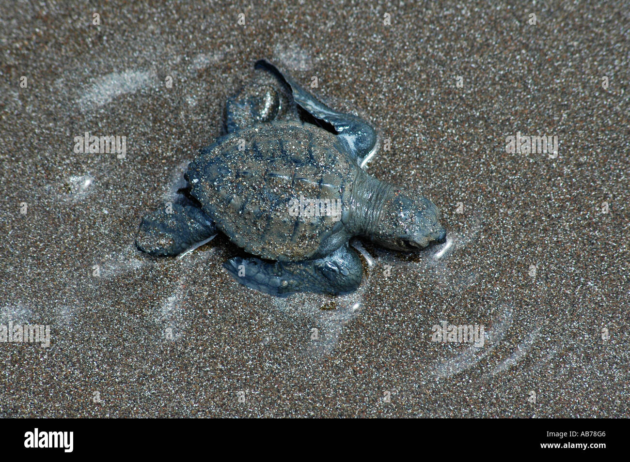 Olive Ridley Sea Turtle Hatchling marching towards the sea, Buena Vista ...