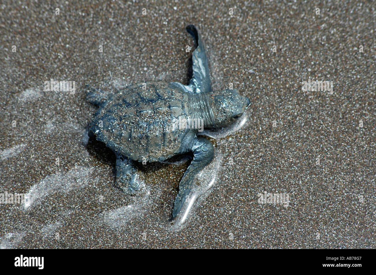 Olive Ridley Sea Turtle Hatchling marching towards the sea, Buena Vista ...