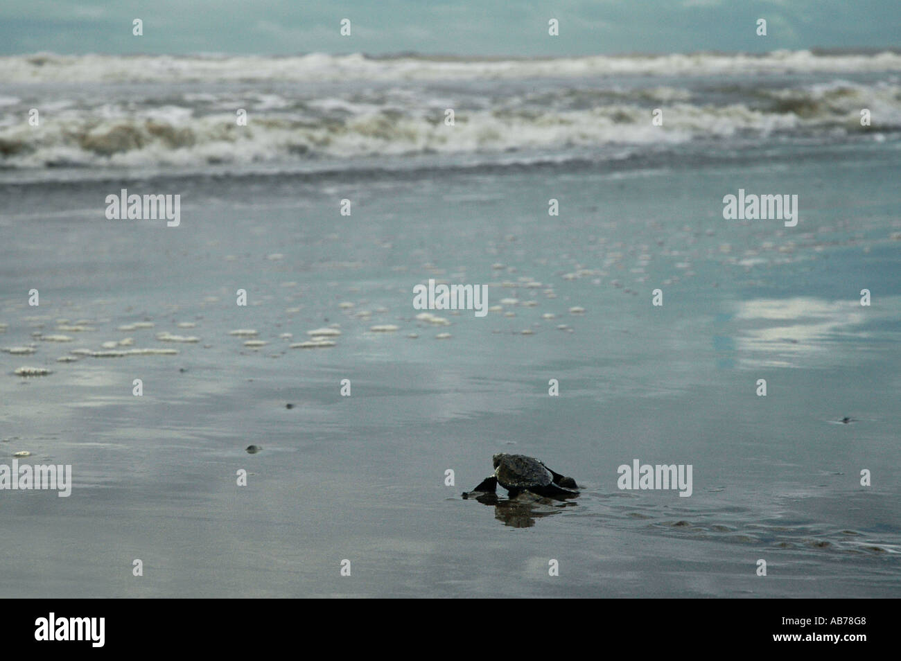 Olive Ridley Sea Turtle Hatchling marching towards the sea, Buena Vista ...