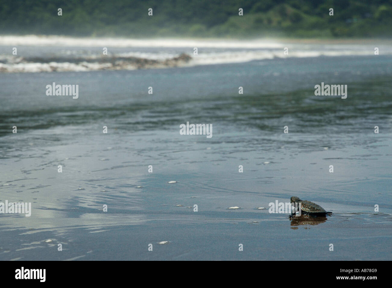 Olive ridley sea turtle silhouette hi-res stock photography and images ...