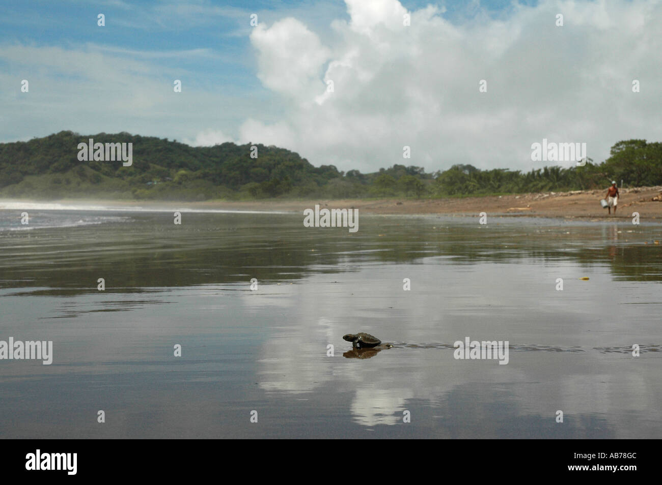 Olive Ridley Sea Turtle Hatchling marching towards the sea, Buena Vista ...