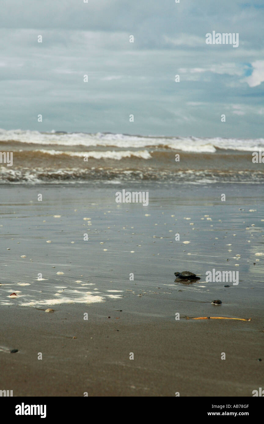 Olive Ridley Sea Turtle Hatchling marching towards the sea, Buena Vista ...