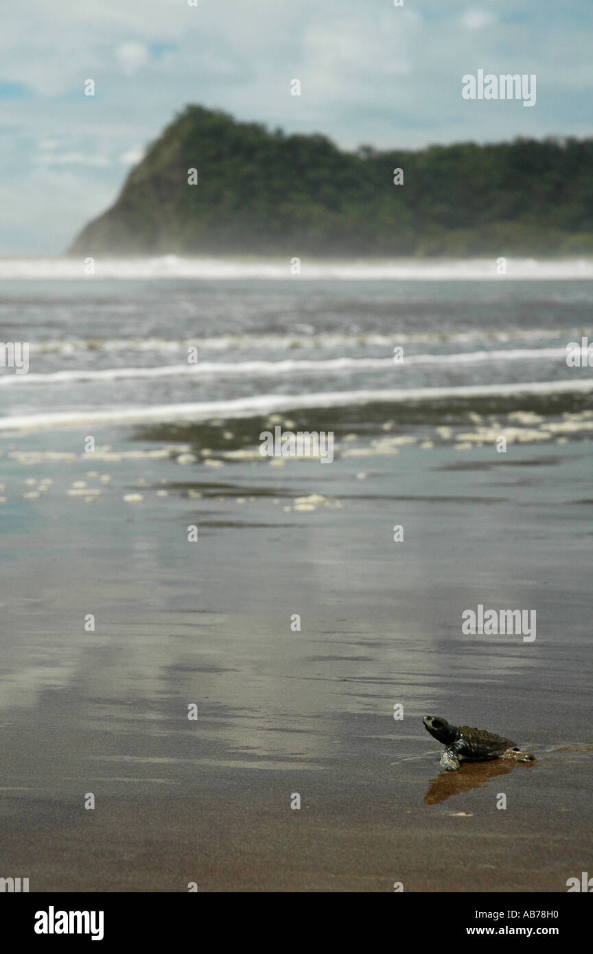 Olive Ridley Sea Turtle Hatchling marching towards the sea, Buena Vista ...